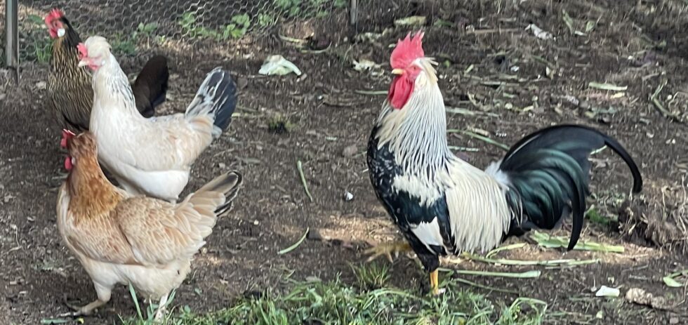 Happy Chicken Clucking - Key Process Innovations